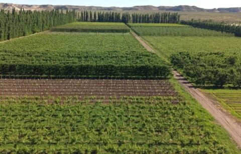 Visitas | Bodega Moschini